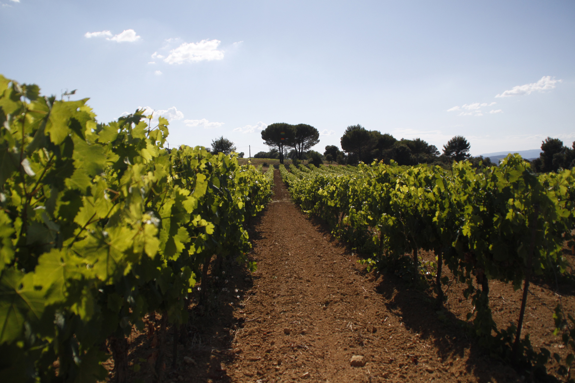 Le vignoble du Domaine Les Perpetus en Provence - Domaine Les Perpetus